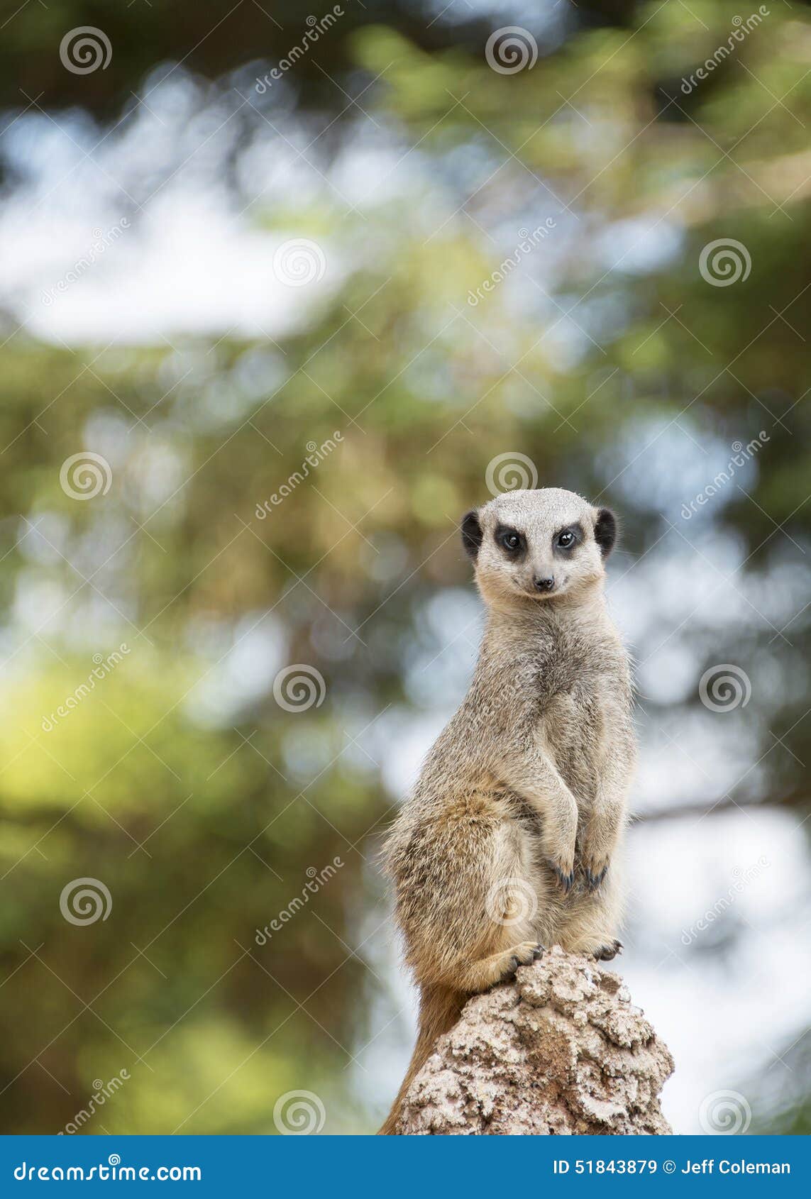 Meerkat stock image. Image of animal, mammal, looking - 51843879
