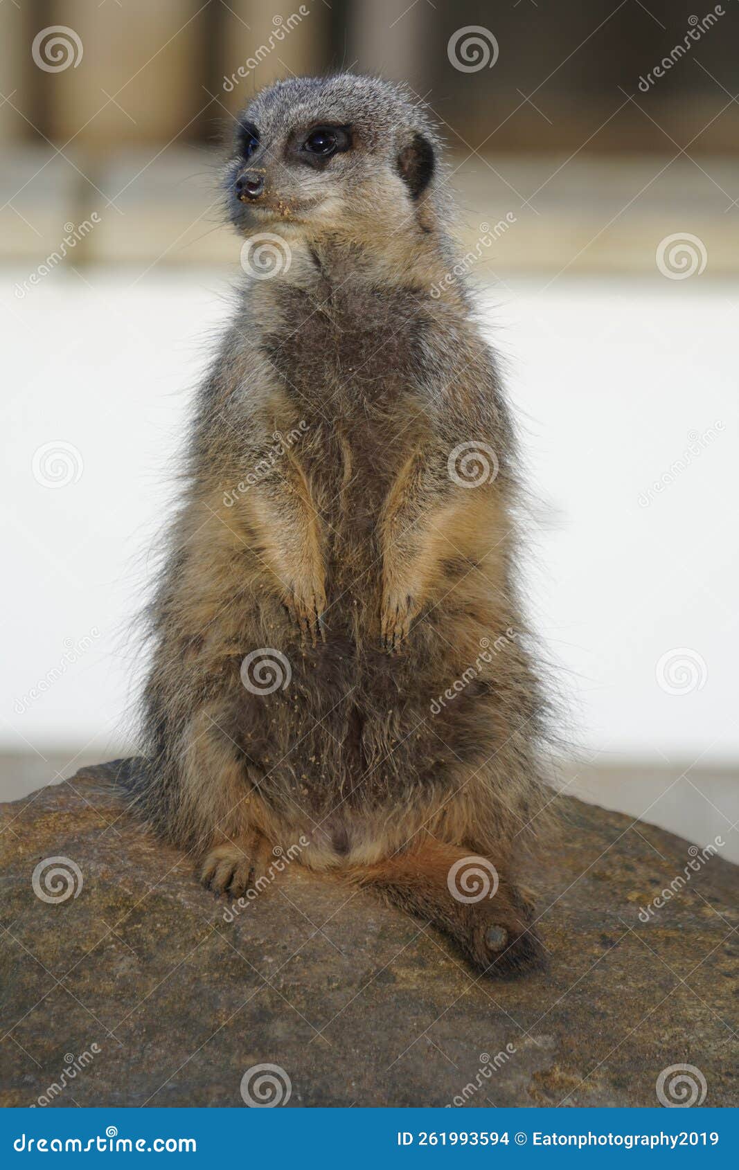 Meerkat Relaxing in the Sun Stock Photo - Image of face, carnivora ...
