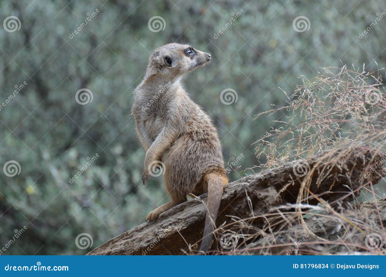 Meerkat Looking Over His Shoulder Stock Photo - Image of animal ...