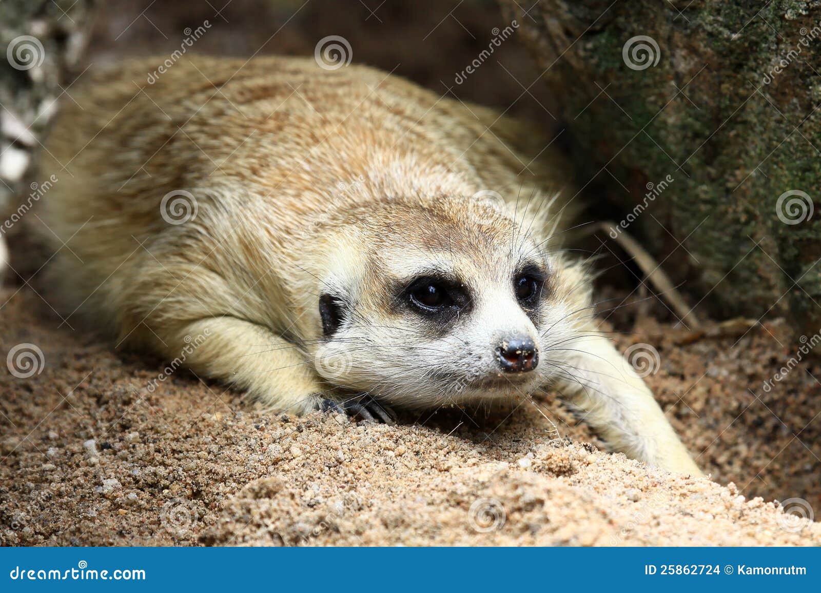 Meerkat looking something stock photo. Image of mother - 25862724