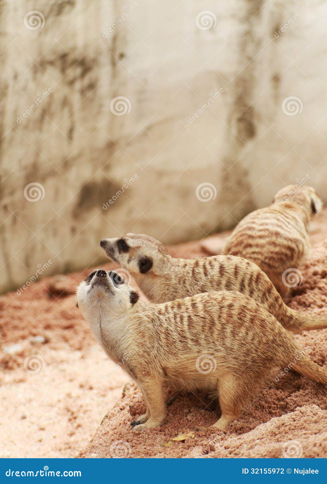 Meerkat Looking for Something Stock Photo - Image of wilderness, mammal ...