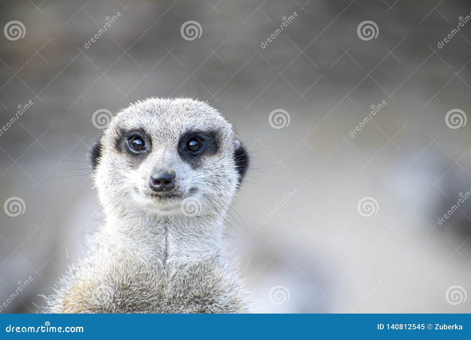 Meerkat Looking Straight stock image. Image of copy - 140812545