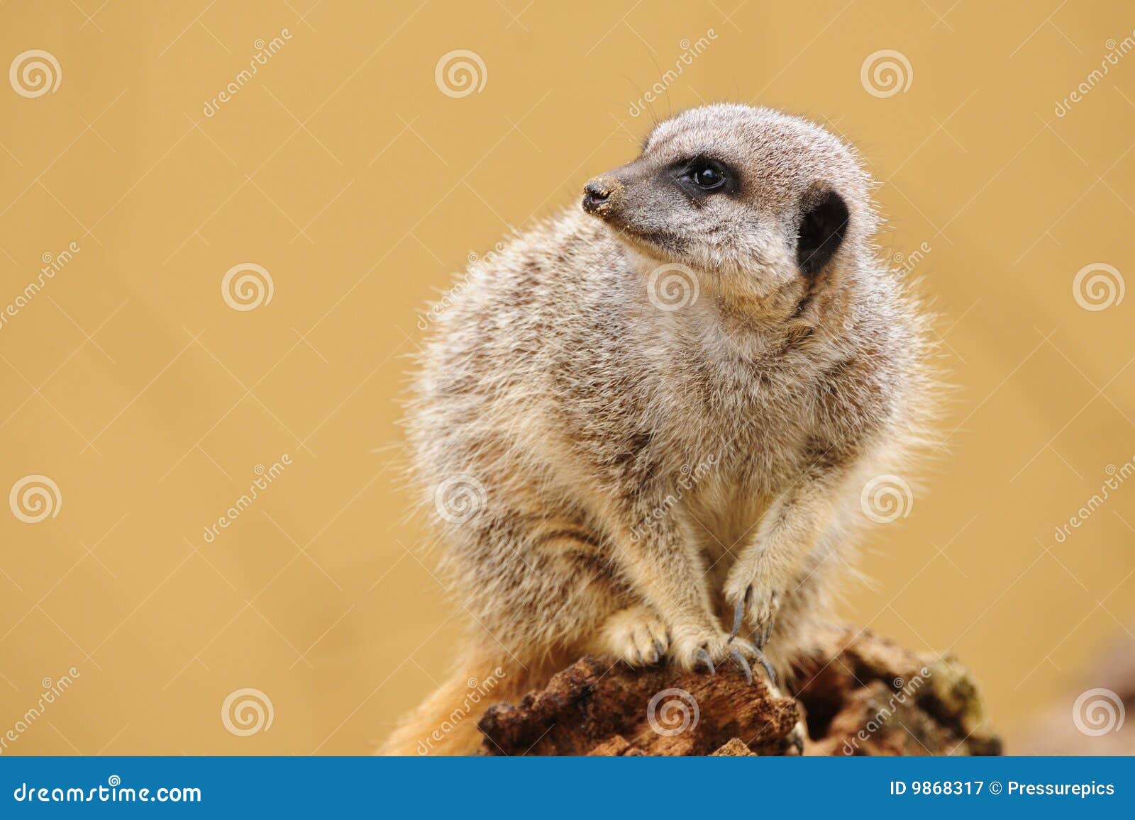 Meerkat looking to side stock image. Image of close, head - 9868317