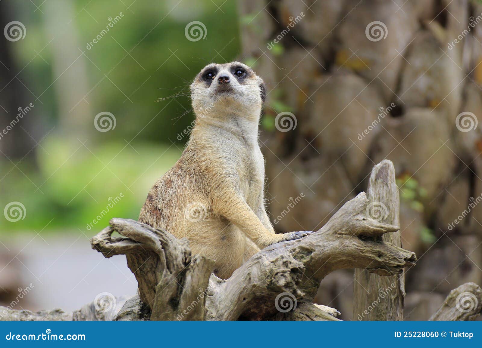 Meerkat looking up stock photo. Image of wild, wildlife - 25228060