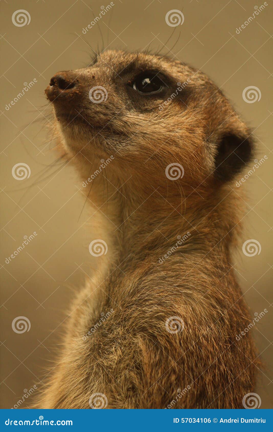 Meerkat looking up stock photo. Image of small, spain - 57034106
