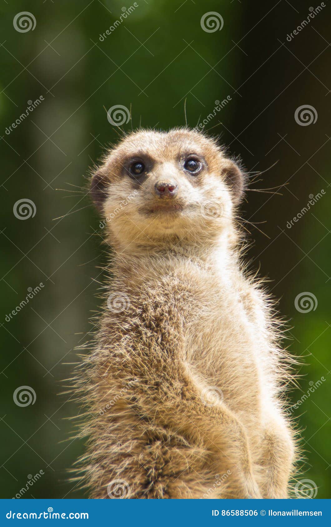 Meerkat Looking at You in the Sun Stock Photo - Image of botswana ...