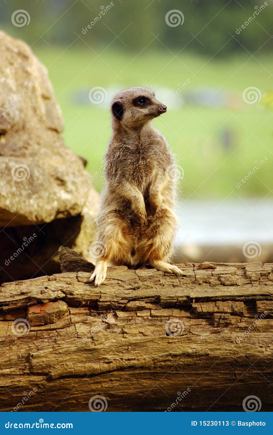 Meerkat lookout stock image. Image of aware, tree, cute - 15230113