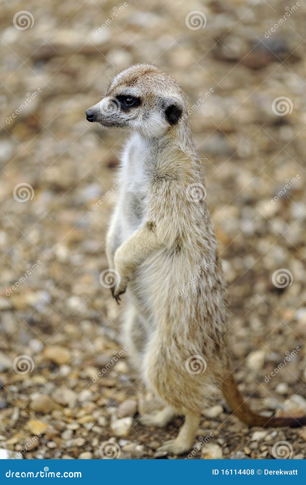 Meerkat lookout stock photo. Image of guard, danger, small - 16114408