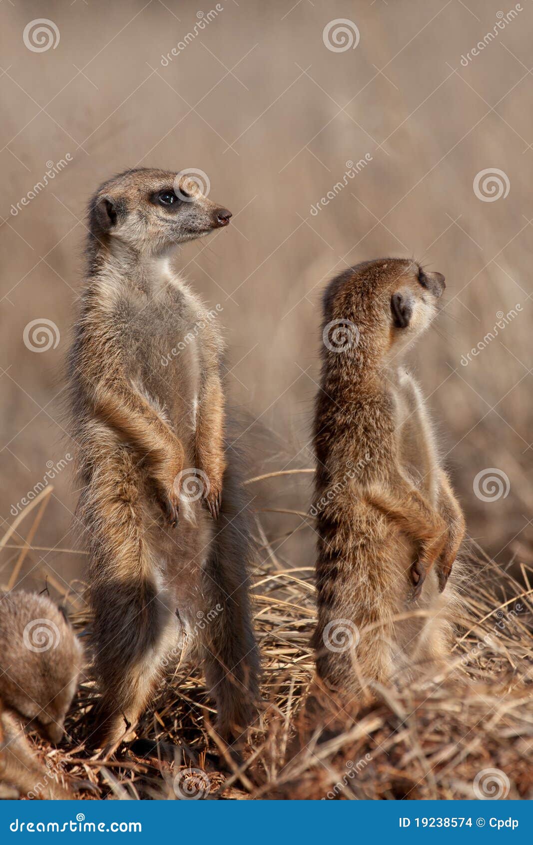 Meerkat lookout stock photo. Image of mouth, lookout - 19238574