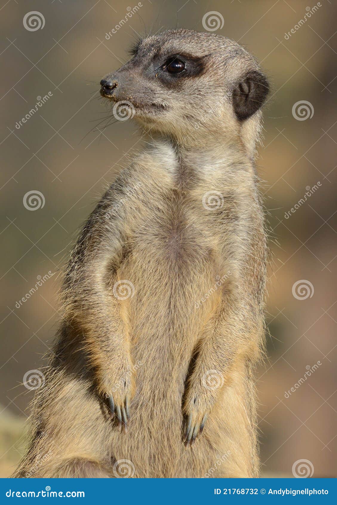 Meerkat on lookout stock photo. Image of paws, meerkat - 21768732
