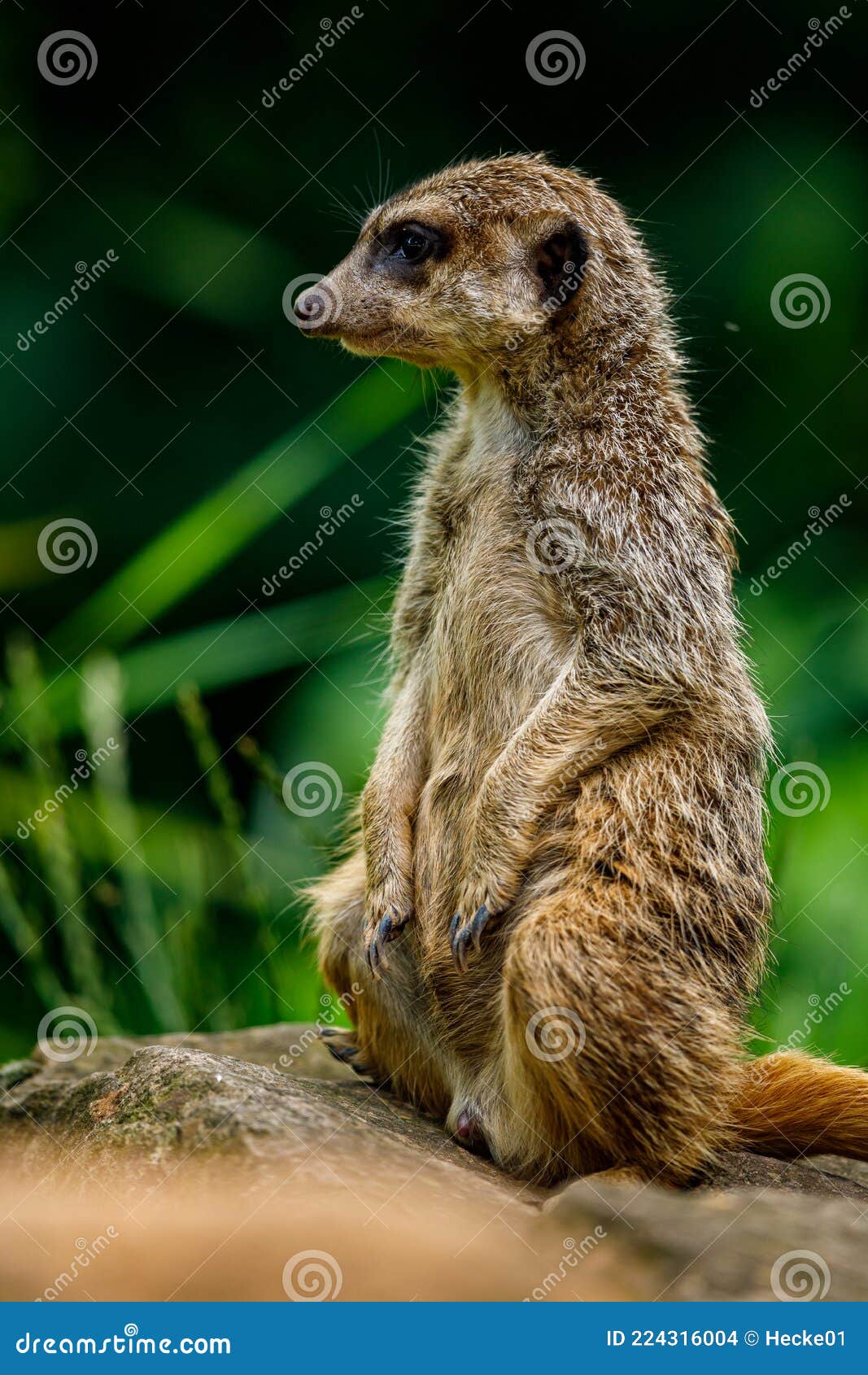 Meerkat on the lookout stock photo. Image of alert, mammal - 224316004