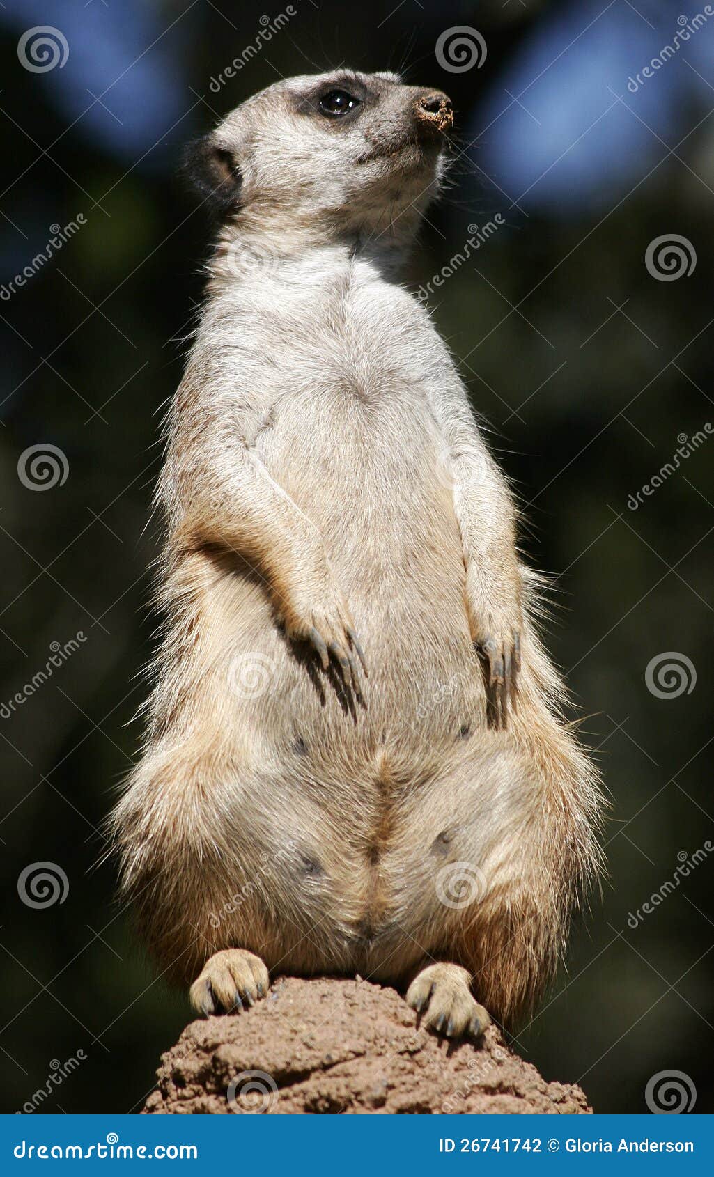 Meerkat on the lookout stock photo. Image of wild, africa - 26741742