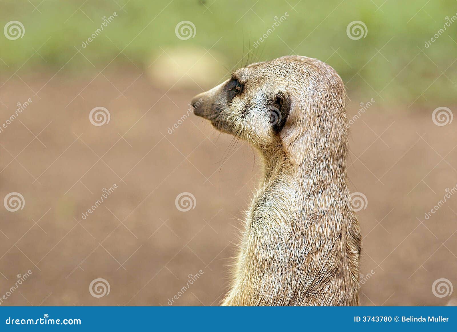 Meerkat on lookout stock photo. Image of little, watch - 3743780