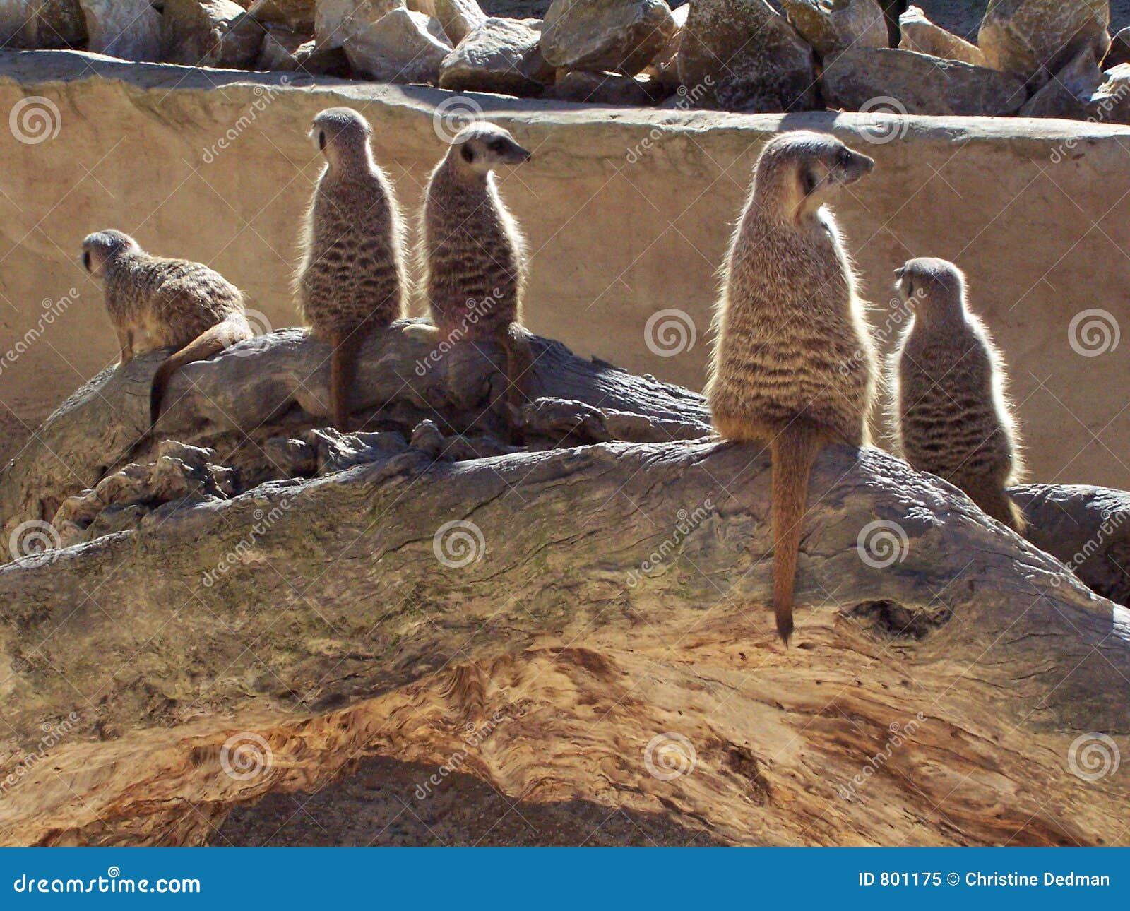Meerkat lookout stock image. Image of mammal, meercat, guard - 801175