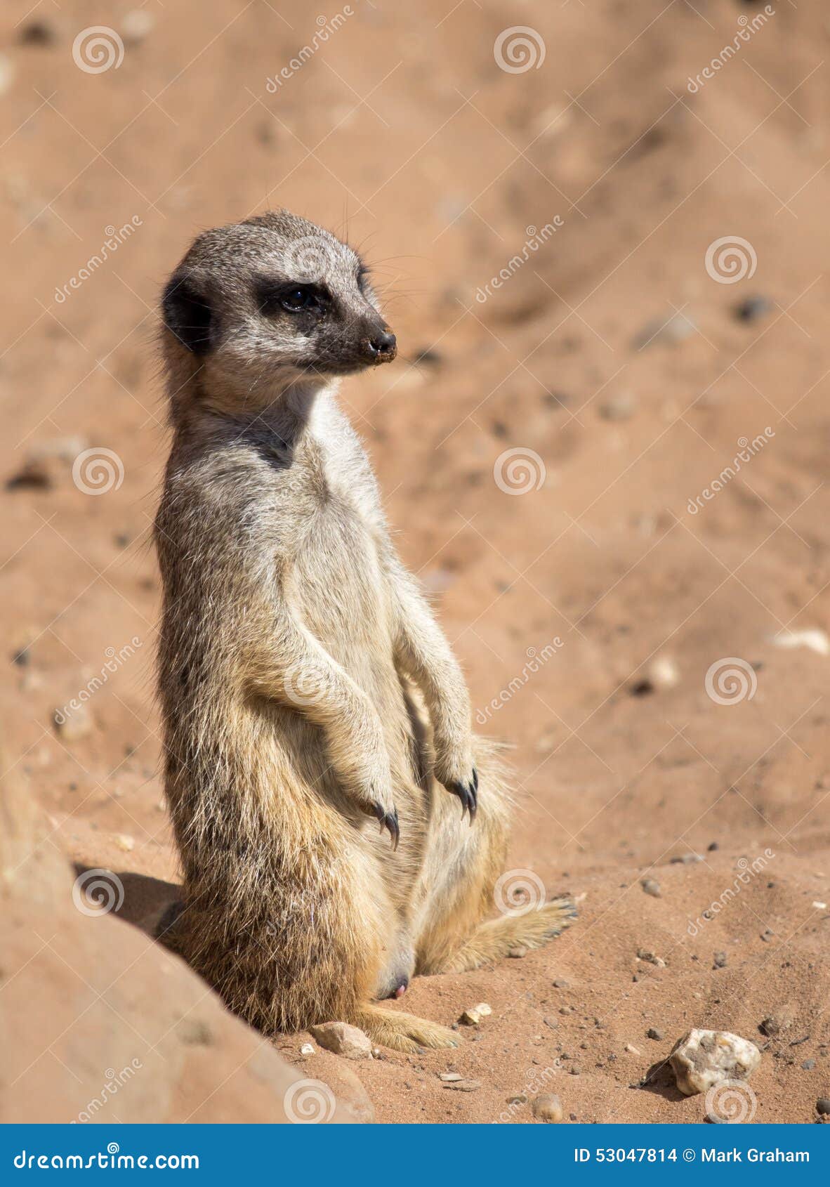 Meerkat on lookout stock photo. Image of sitting, eyes - 53047814