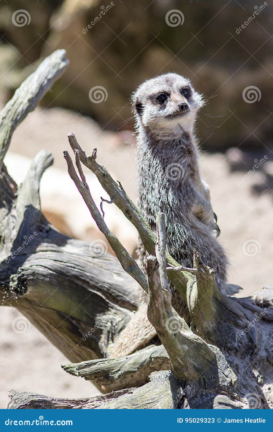 Meerkat lookout editorial stock photo. Image of lookout - 95029323