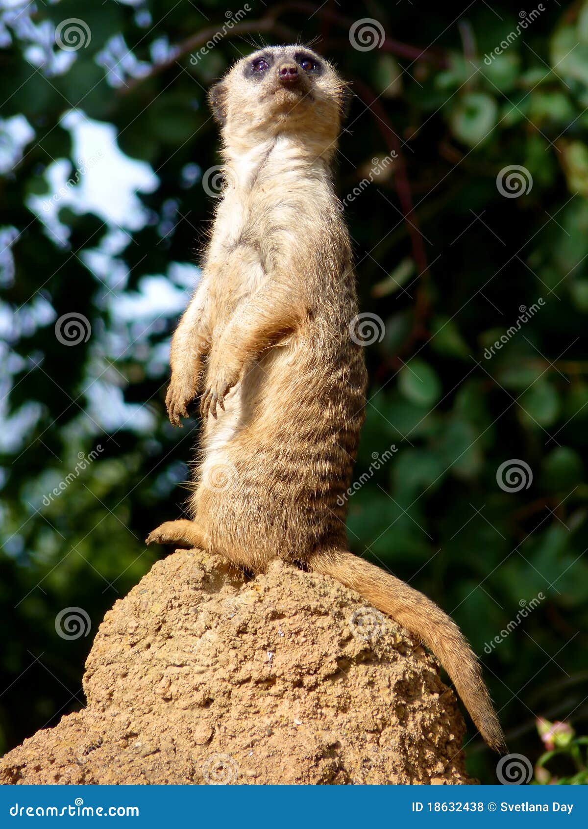 Meerkat On Lookout Standing Up Royalty Free Stock Photos - Image: 18632438