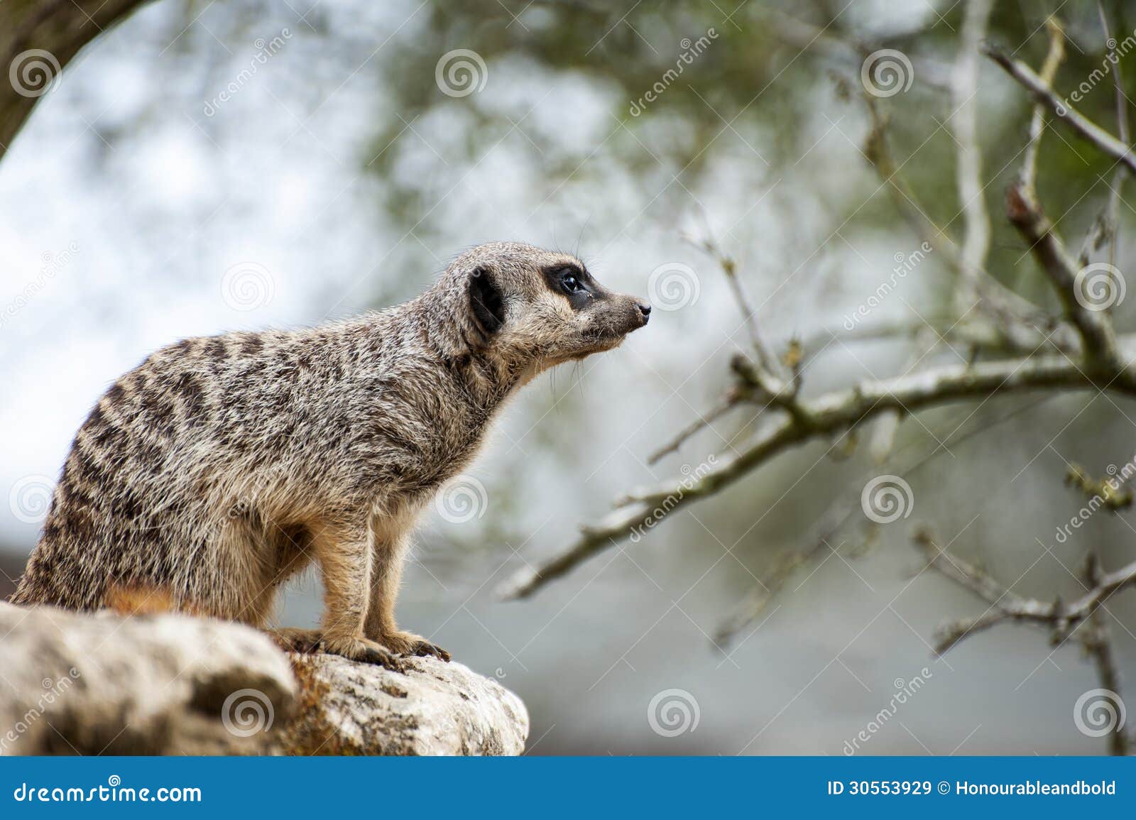 Meerkat Lookout on Tree Branch Stock Image - Image of wildlife, coat ...