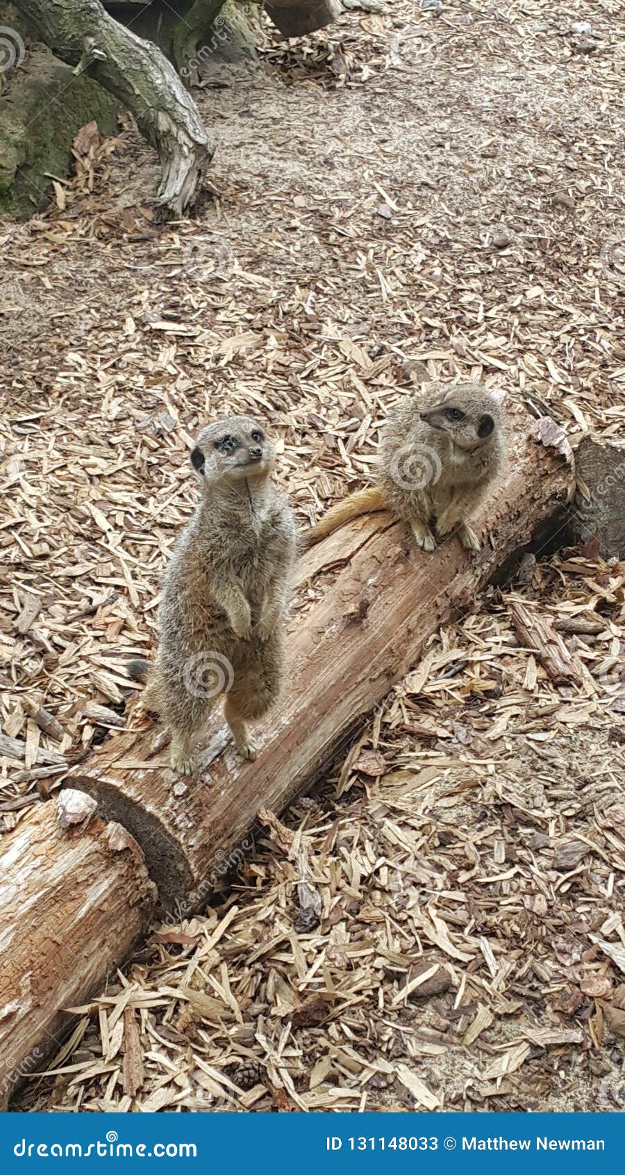 Meerkat stock image. Image of love, animal, cute, meerkat - 131148033