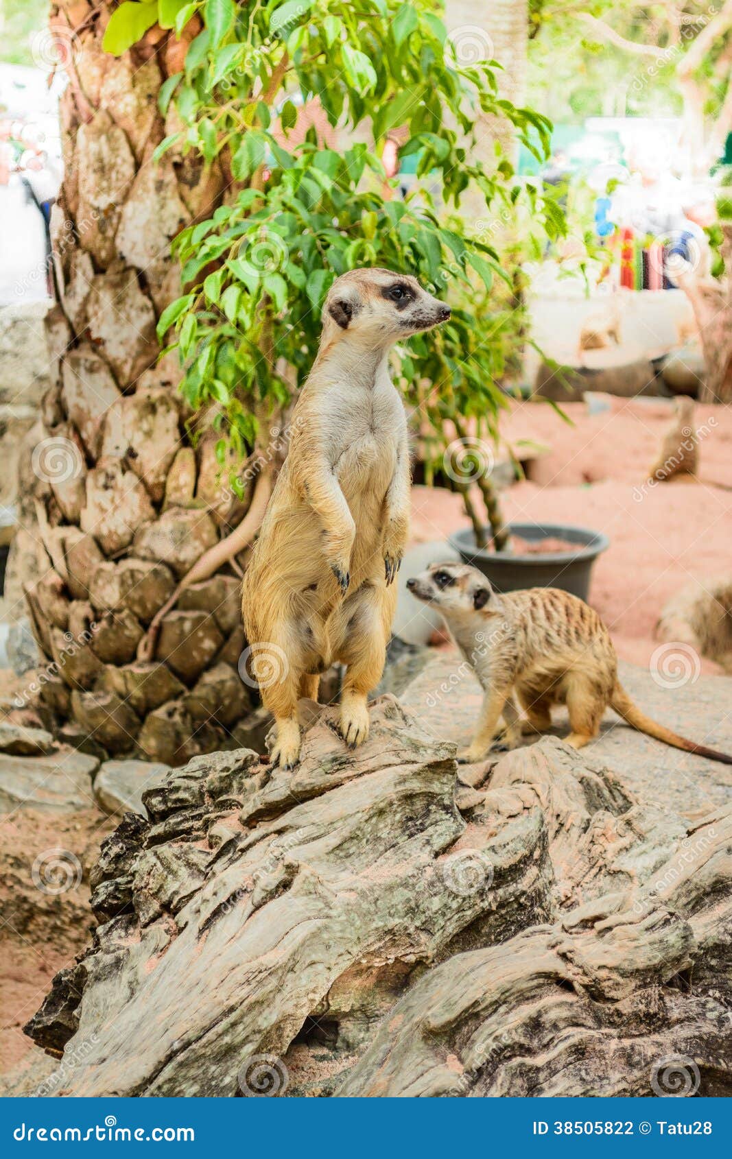 Meerkat. 1 stock photo. Image of wildlife, forest, cute - 38505822