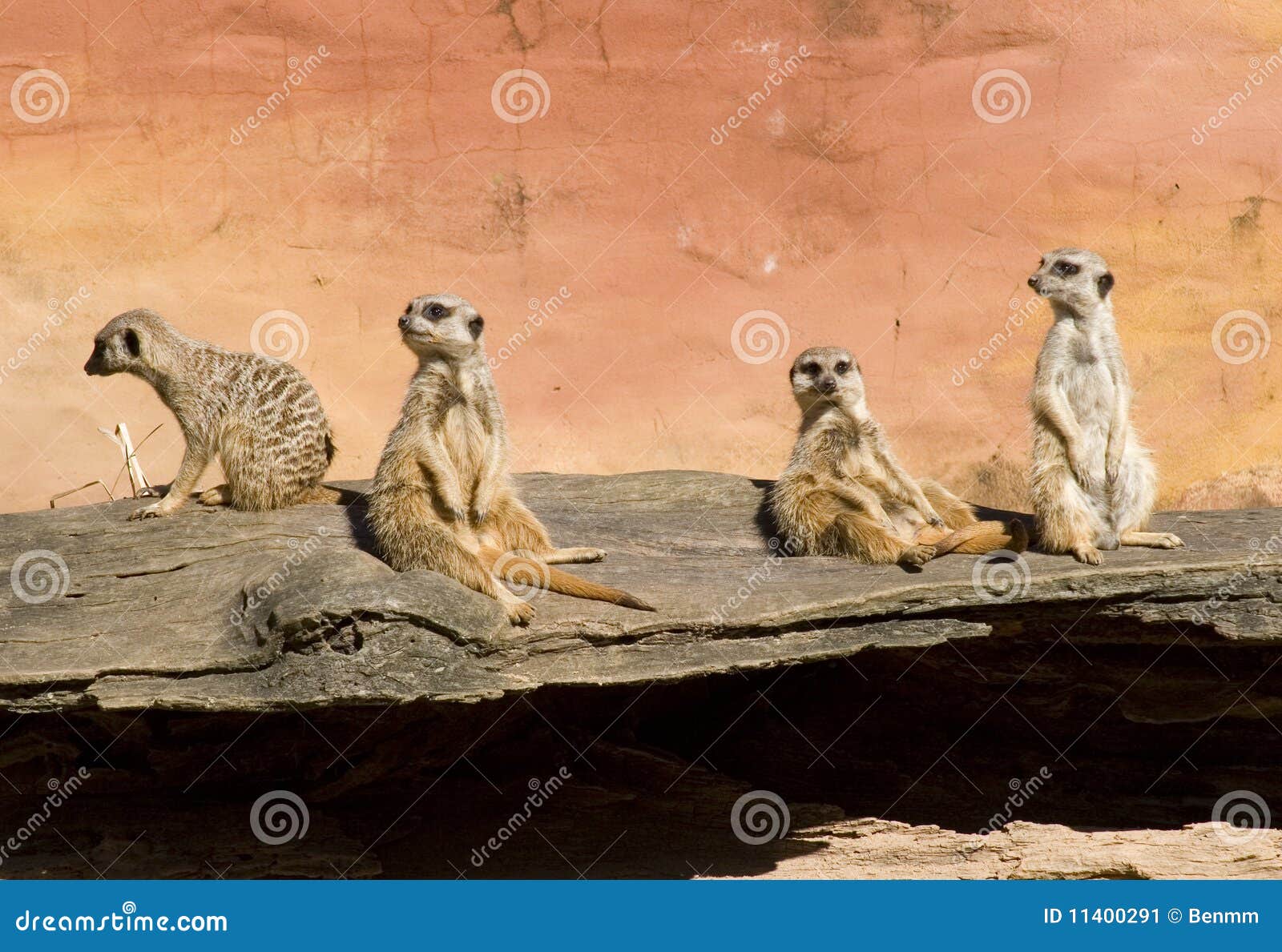 Meerkat Manor Family Tree