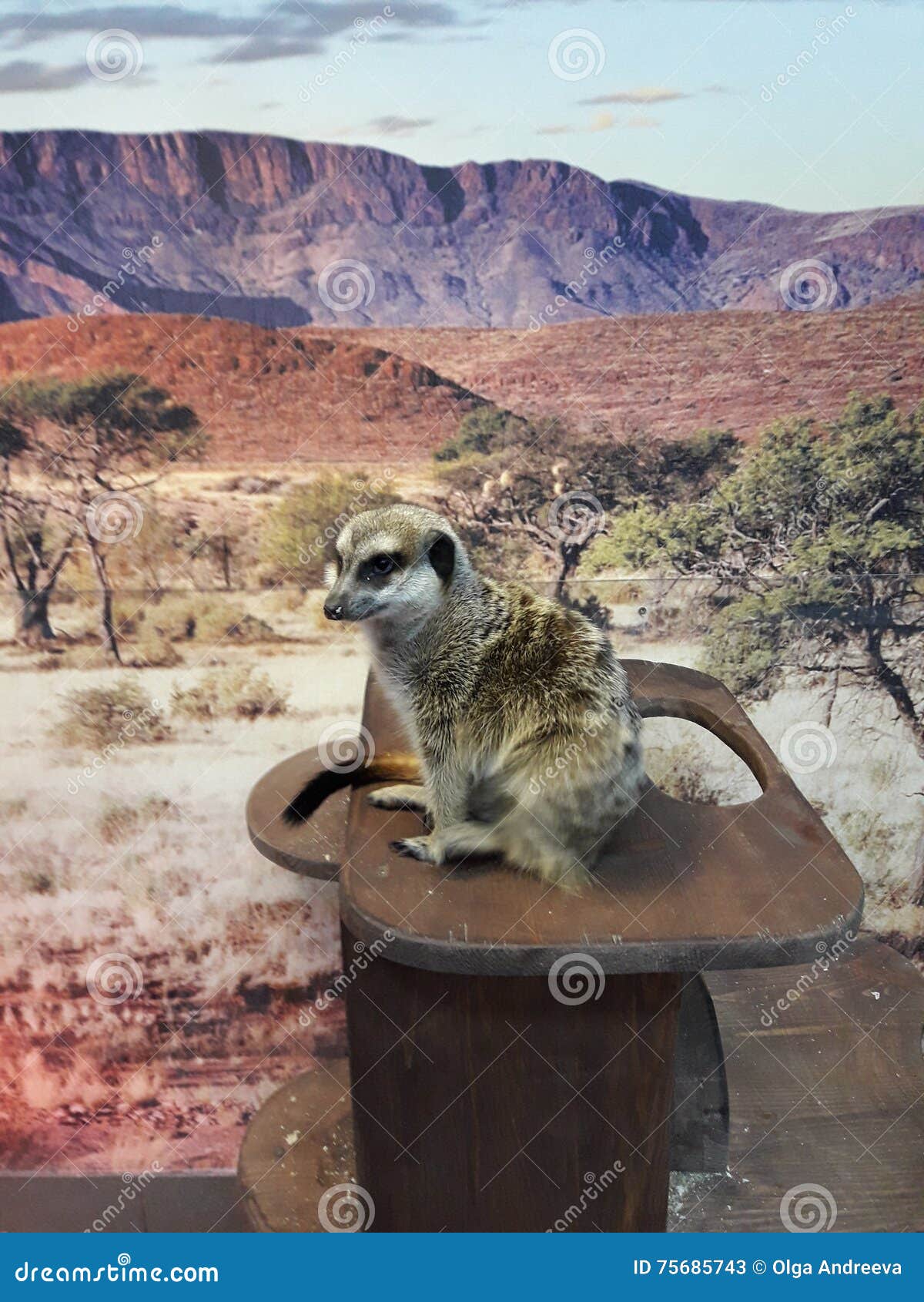 Meerkat stock image. Image of meerkats, meerkat, lamp - 75685743