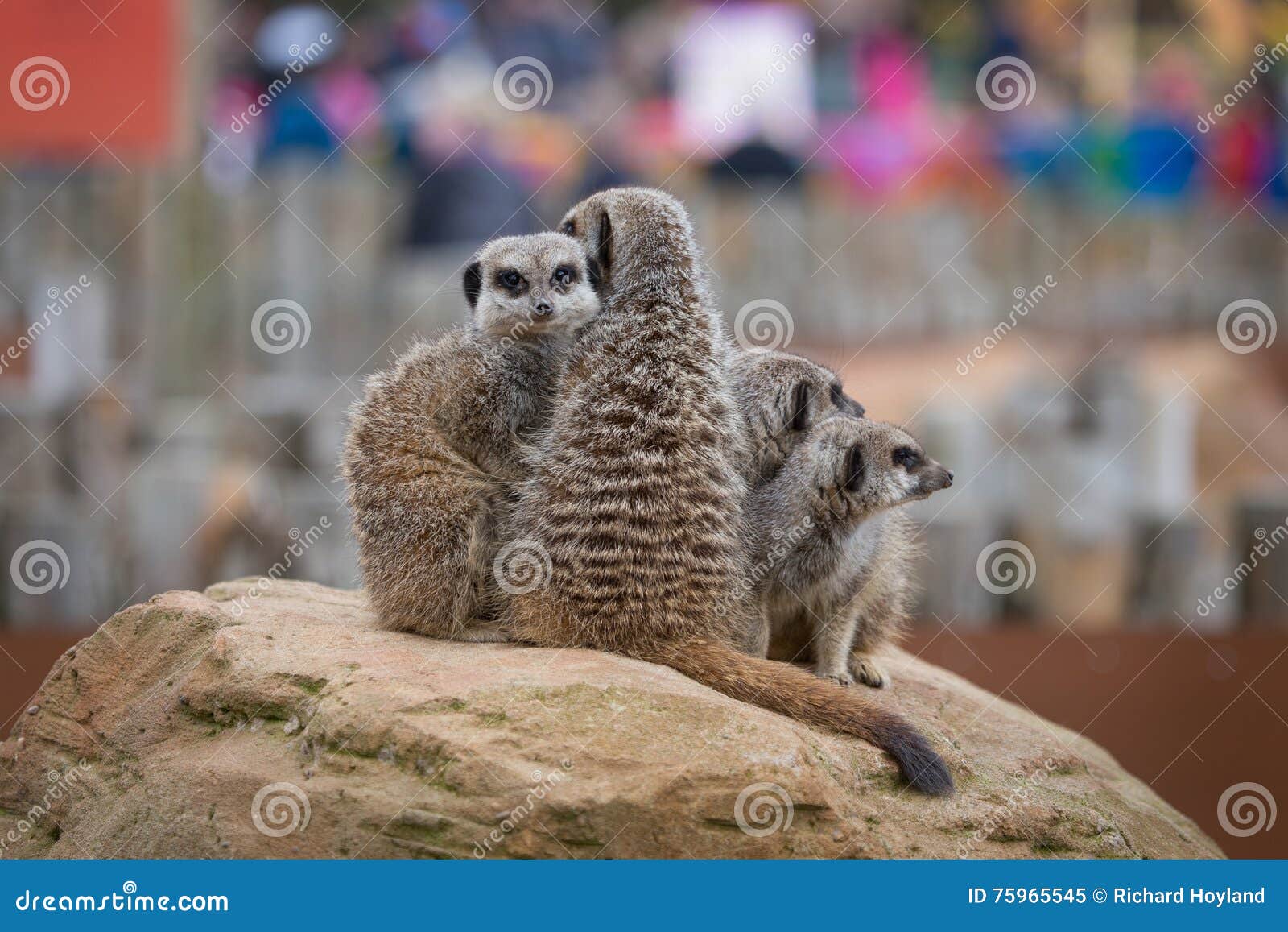 A Meerkat Mob stock image. Image of family, animals, teamwork - 75965545