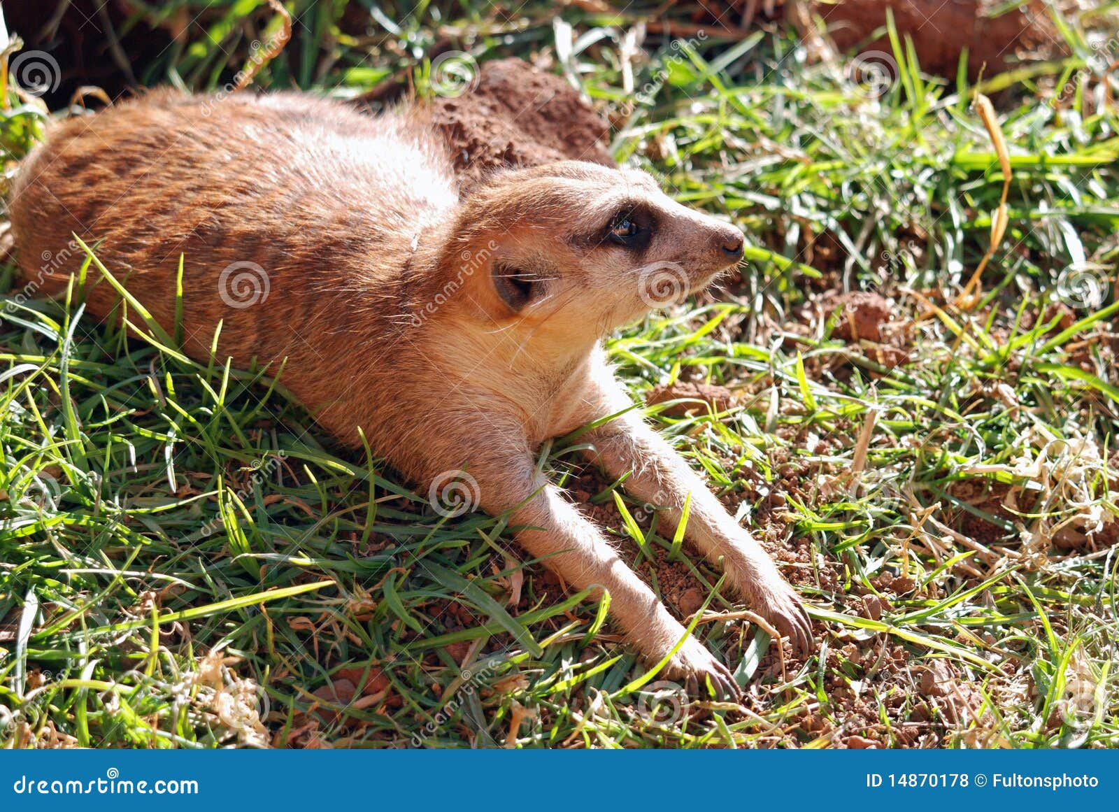 Meerkat Mongoose stock photo. Image of climb, ferrit - 14870178