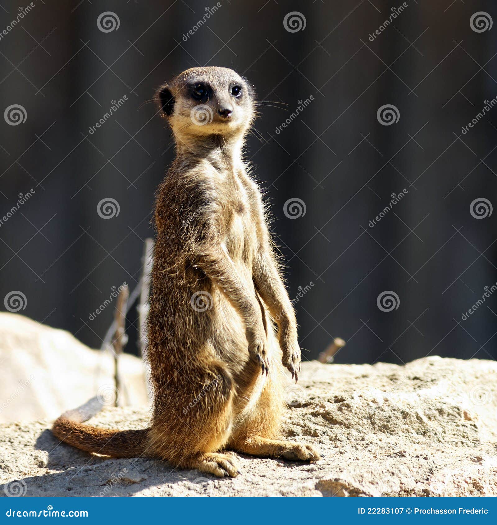 Meerkat in morning light stock image. Image of suricat - 22283107