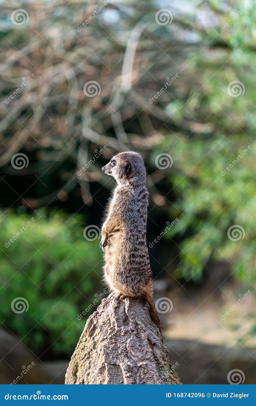 Meerkat Watching for Danger Stock Photo - Image of meercat, mammal ...