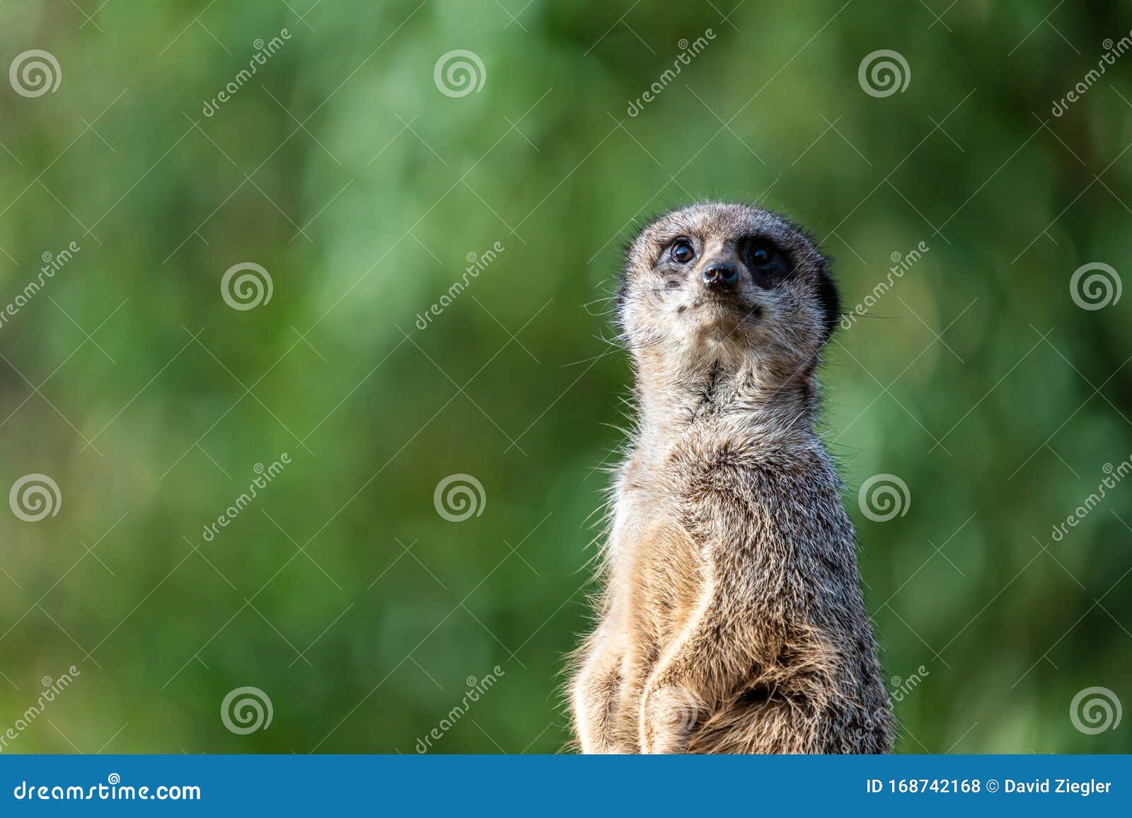 Meerkat Watching for Danger Stock Photo - Image of wildlife, suricate ...