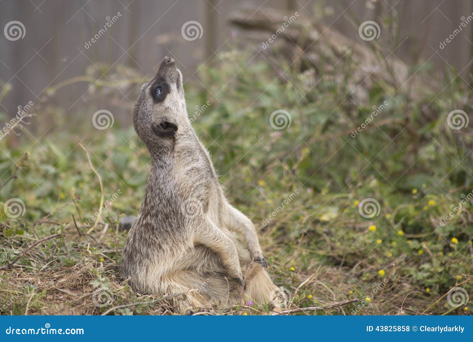 Meerkat stock photo. Image of fauna, mammal, grassland - 43825858
