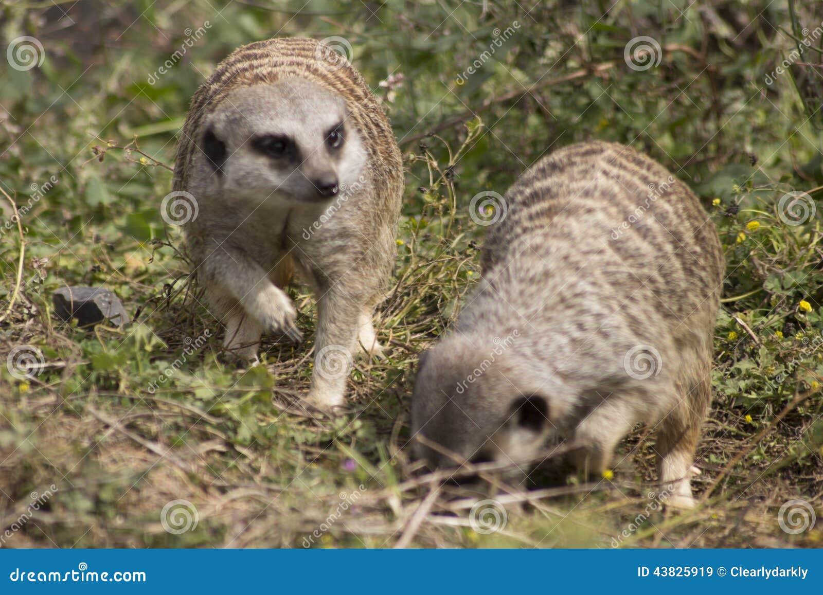 Meerkat stock image. Image of meerkats, mammal, meerkat - 43825919