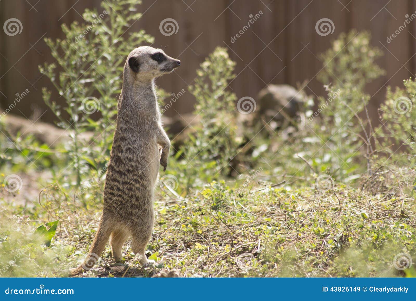 Meerkat stock image. Image of bush, mammal, wildlife - 43826149