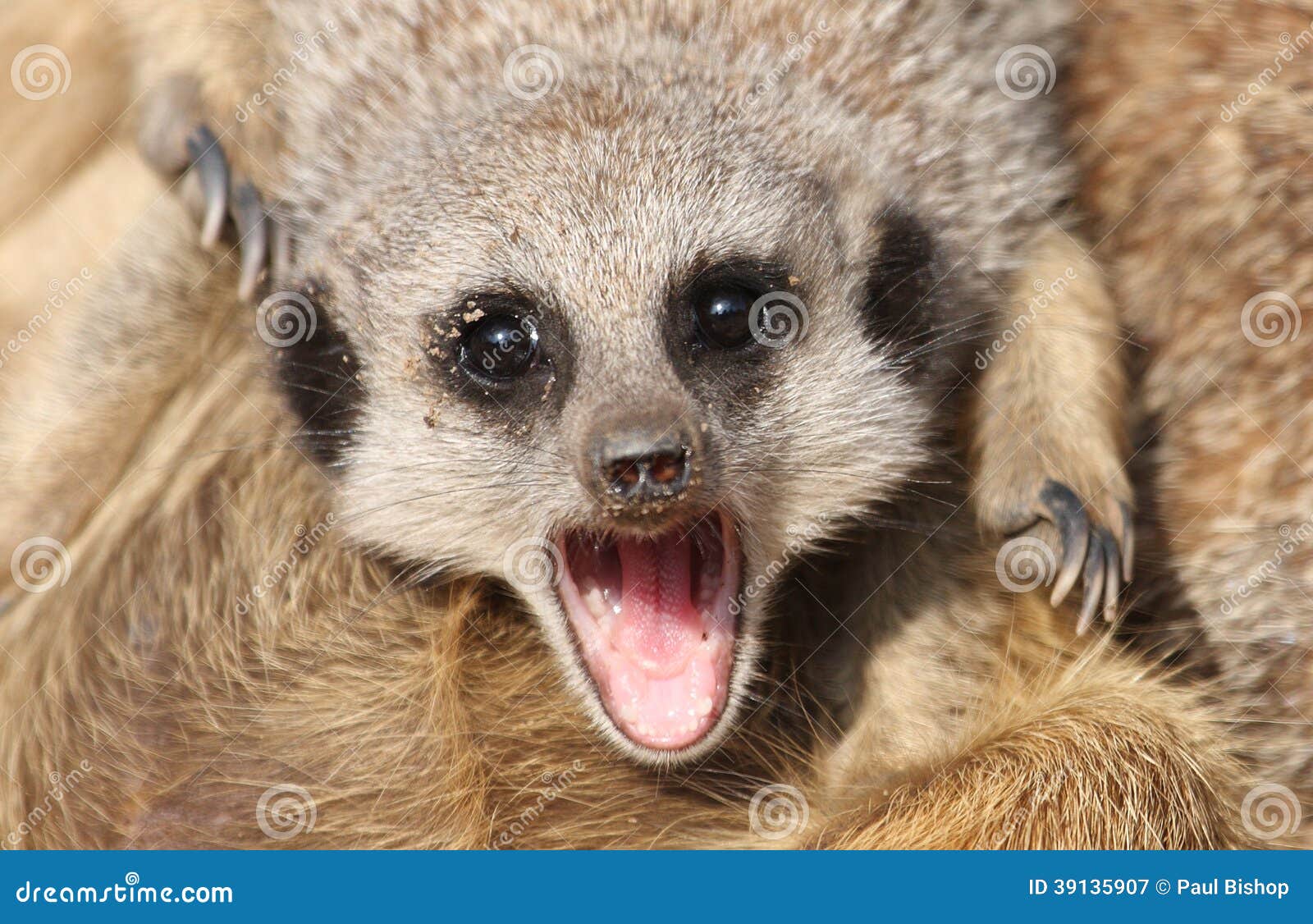 Meerkat Open Mouth And Visible Teeth Royalty-Free Stock Photo ...