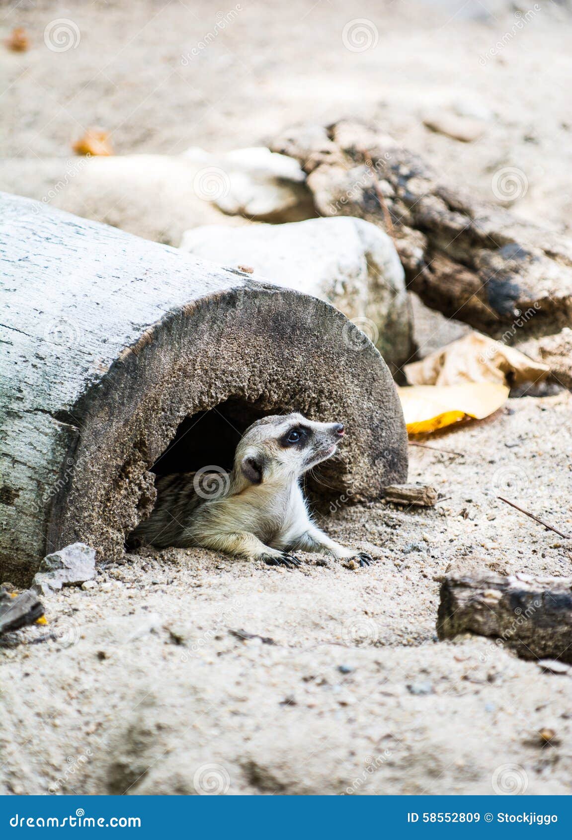 Meerkat Open Mouth And Visible Teeth Royalty-Free Stock Photo ...