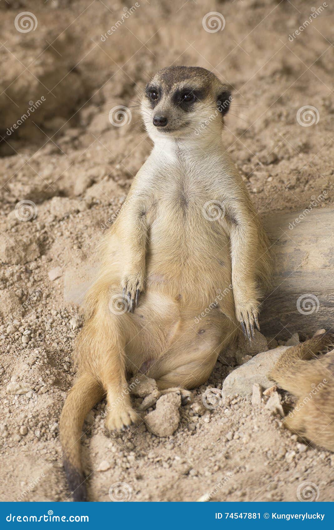 Meerkat Open Mouth And Visible Teeth Royalty-Free Stock Photo ...