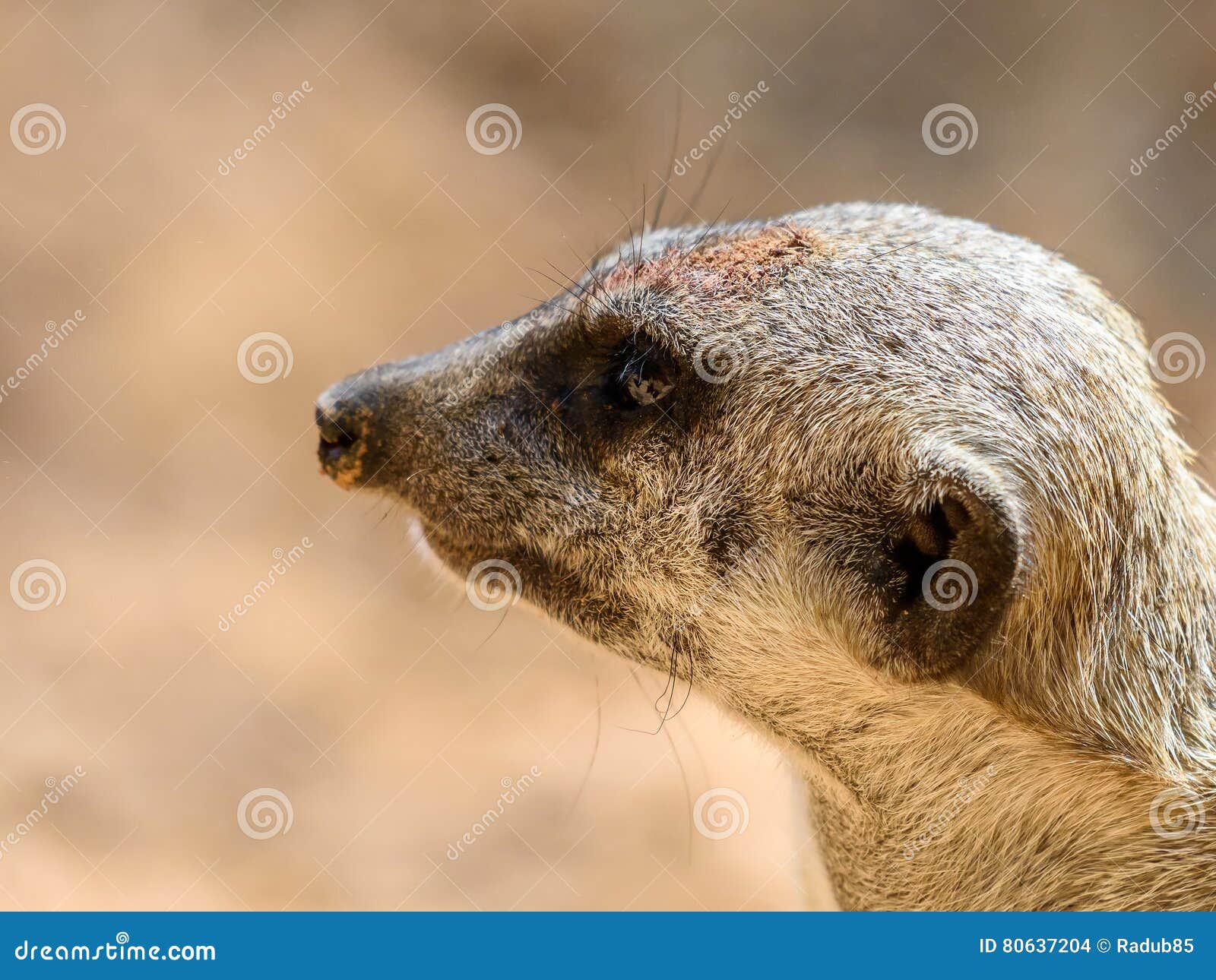 Meerkat Ou Suricatta Do Suricata Do Suricate Foto de Stock - Imagem de ...