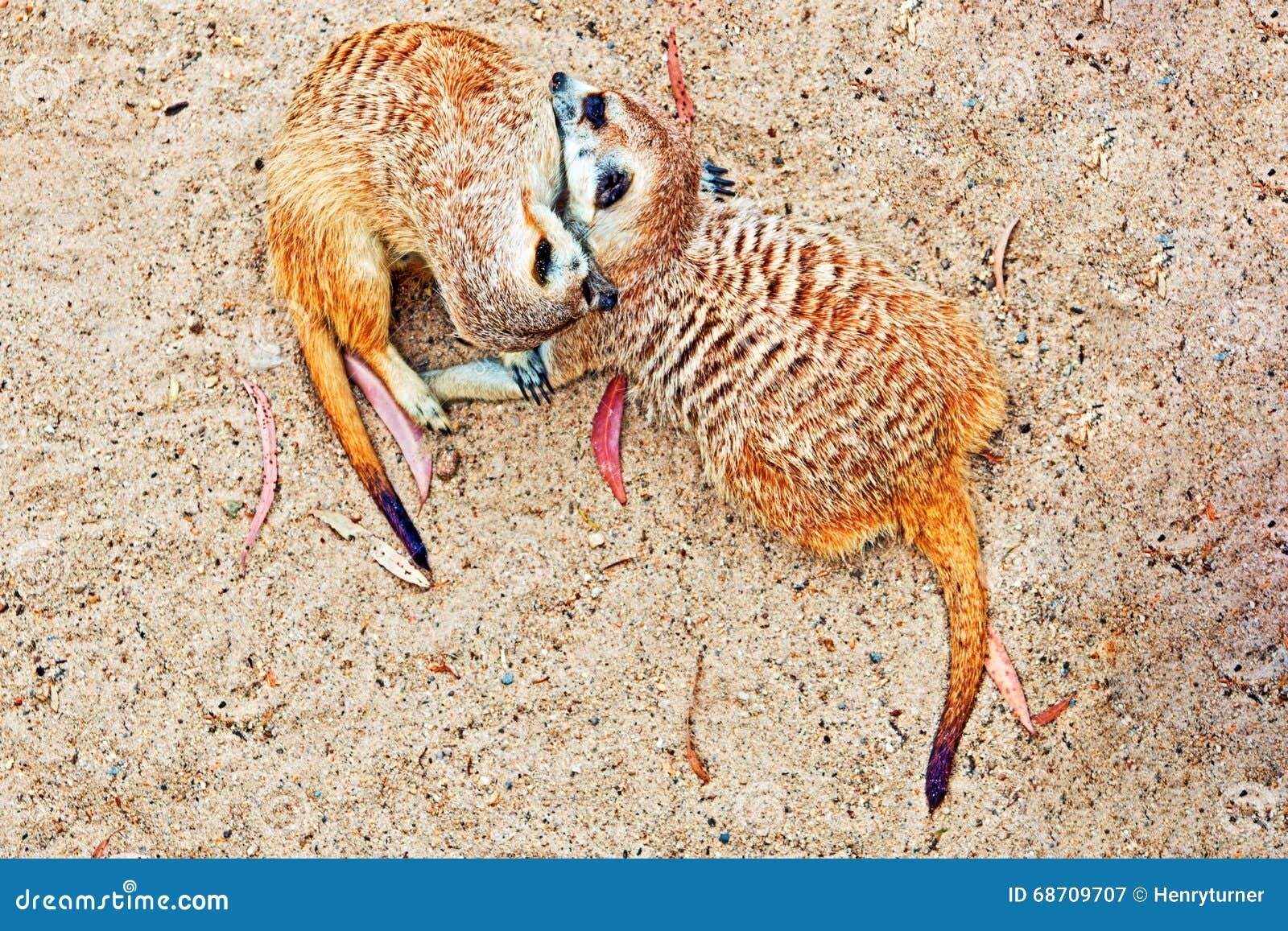 Meerkat Pair Grooming Each Other Stock Image - Image of kalahari ...
