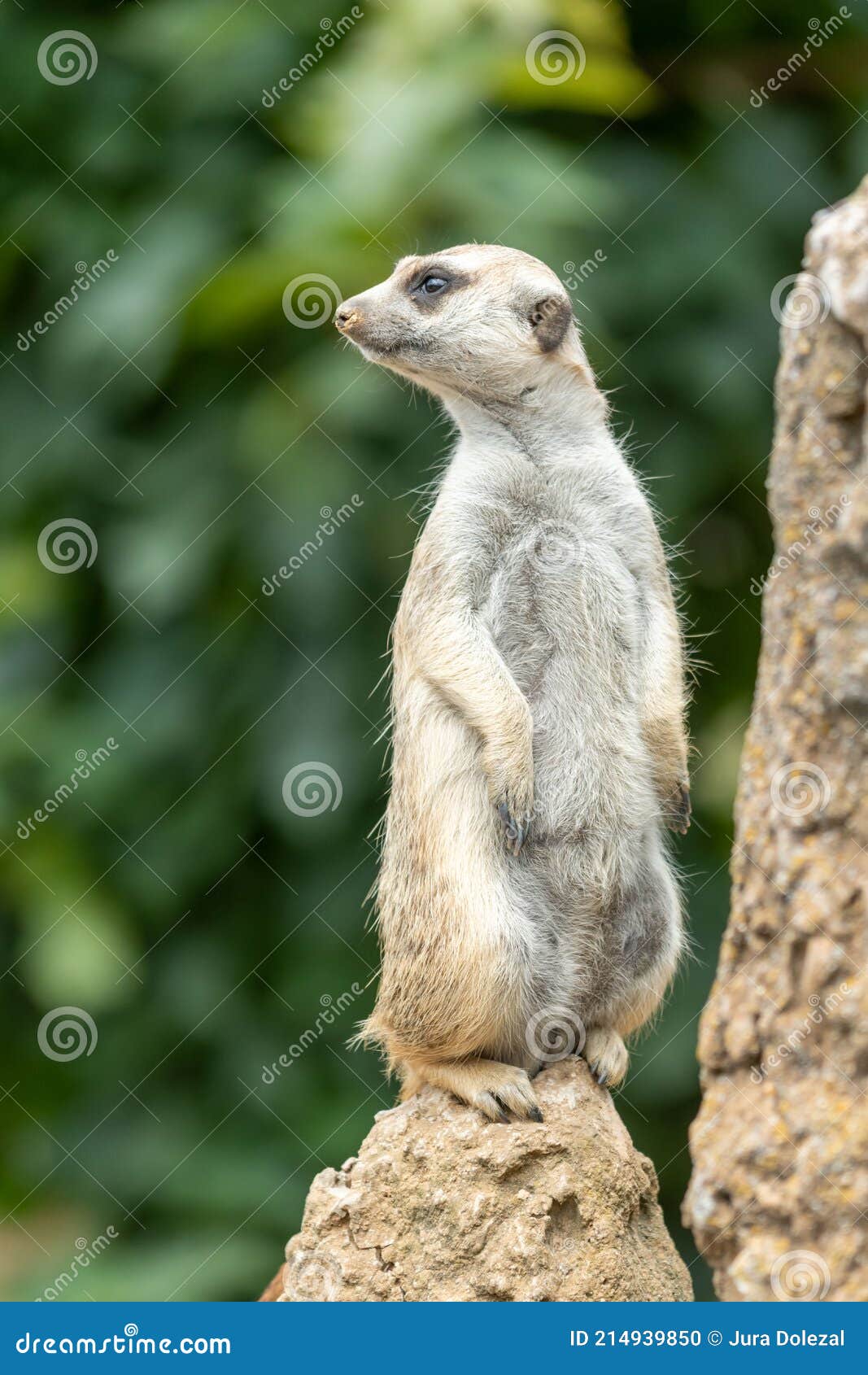 Meerkat that Patrols Erected on Guard on Hill Stock Photo - Image of ...