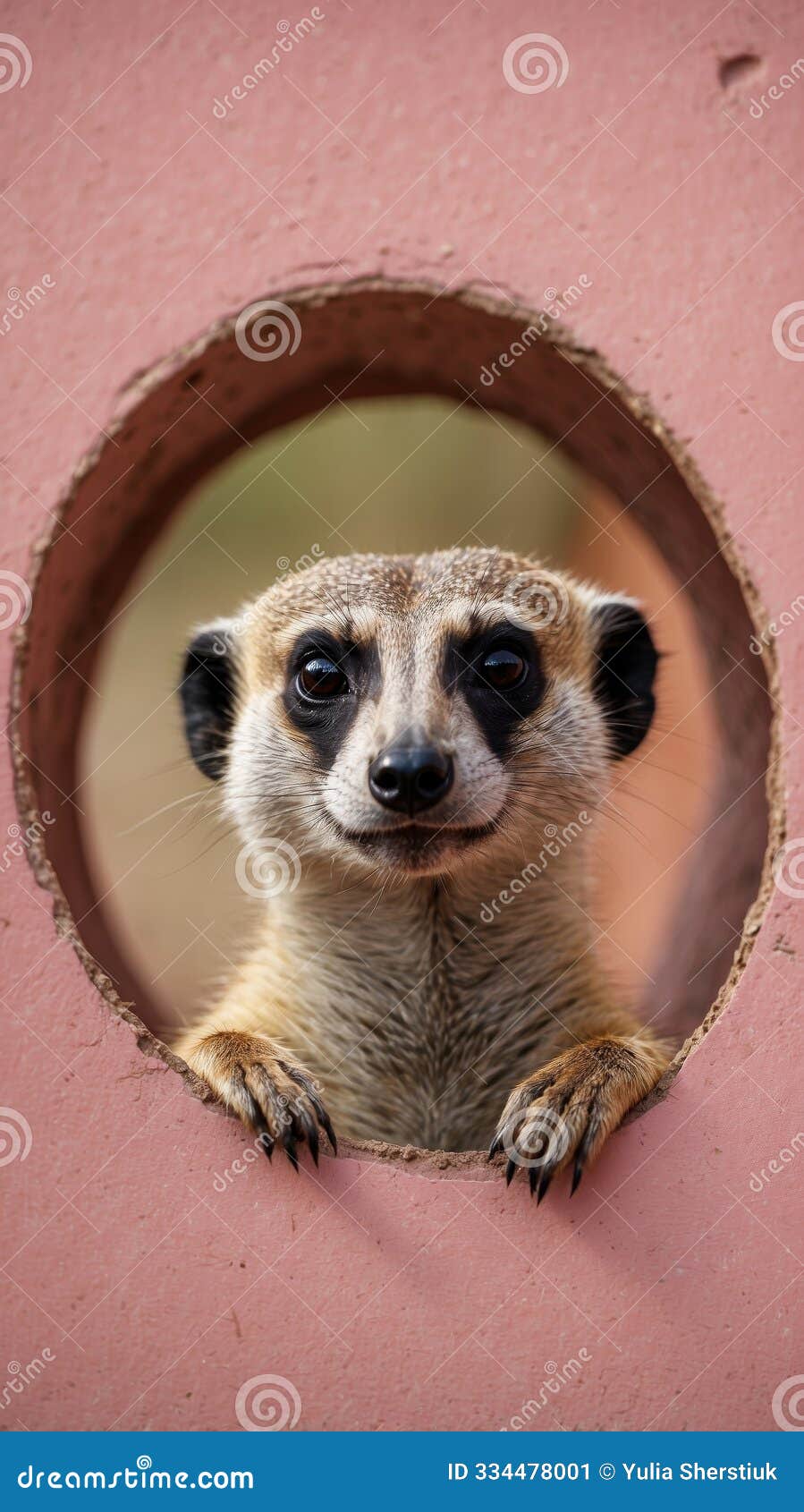 Meerkat Peeking through a Circular Hole in a Pink Wall. Stock Image ...
