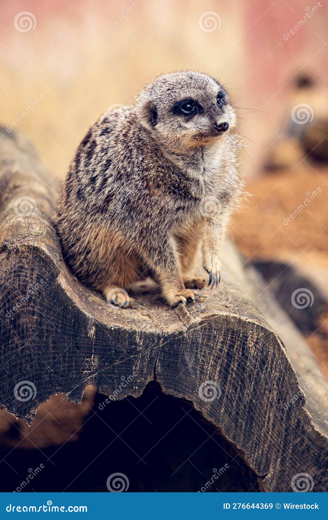 Meerkat Perched on a Tree Stump. Stock Image - Image of outdoors ...