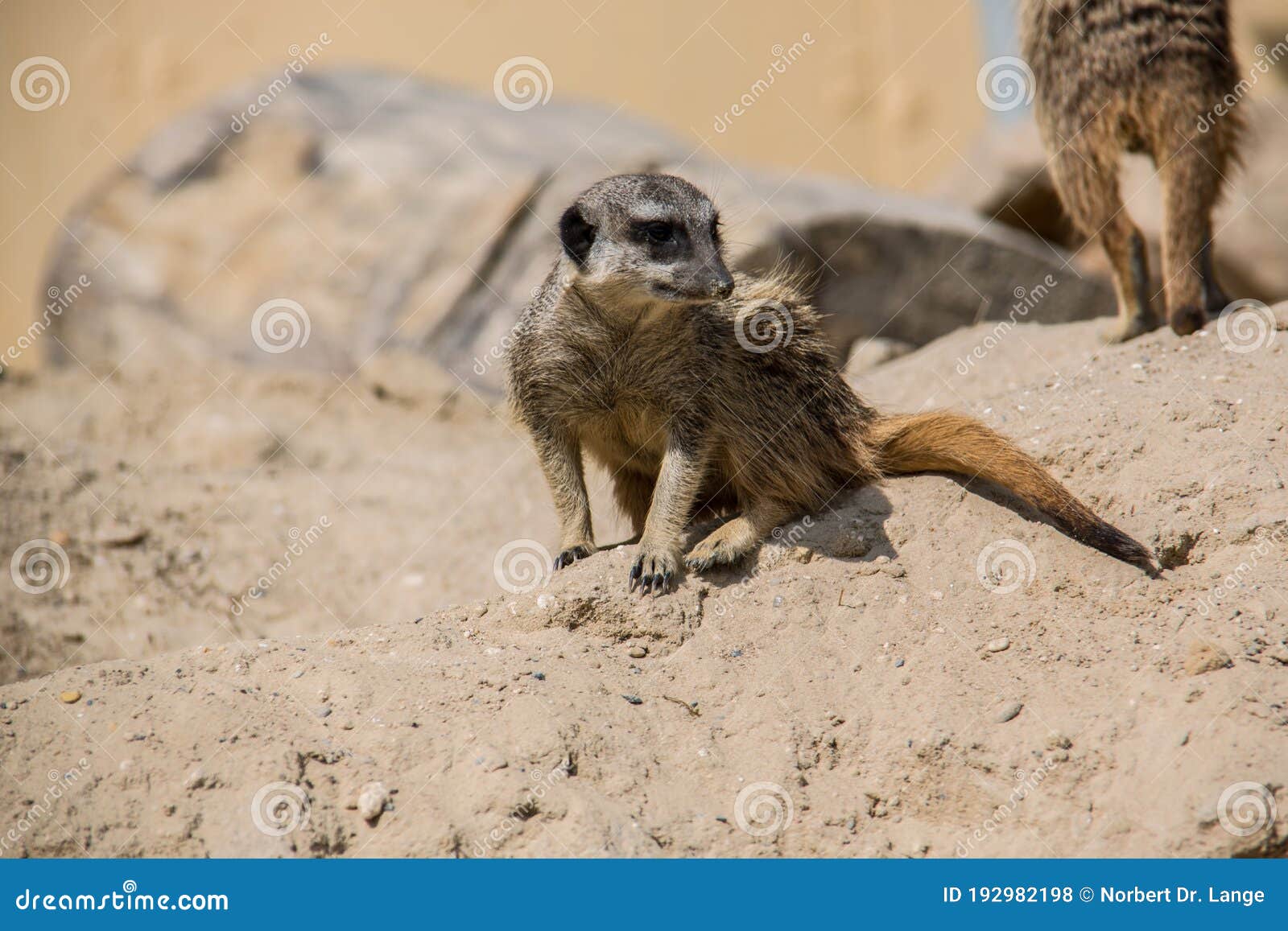 Meerkat Playing in the Sand Stock Photo - Image of small, attentive ...