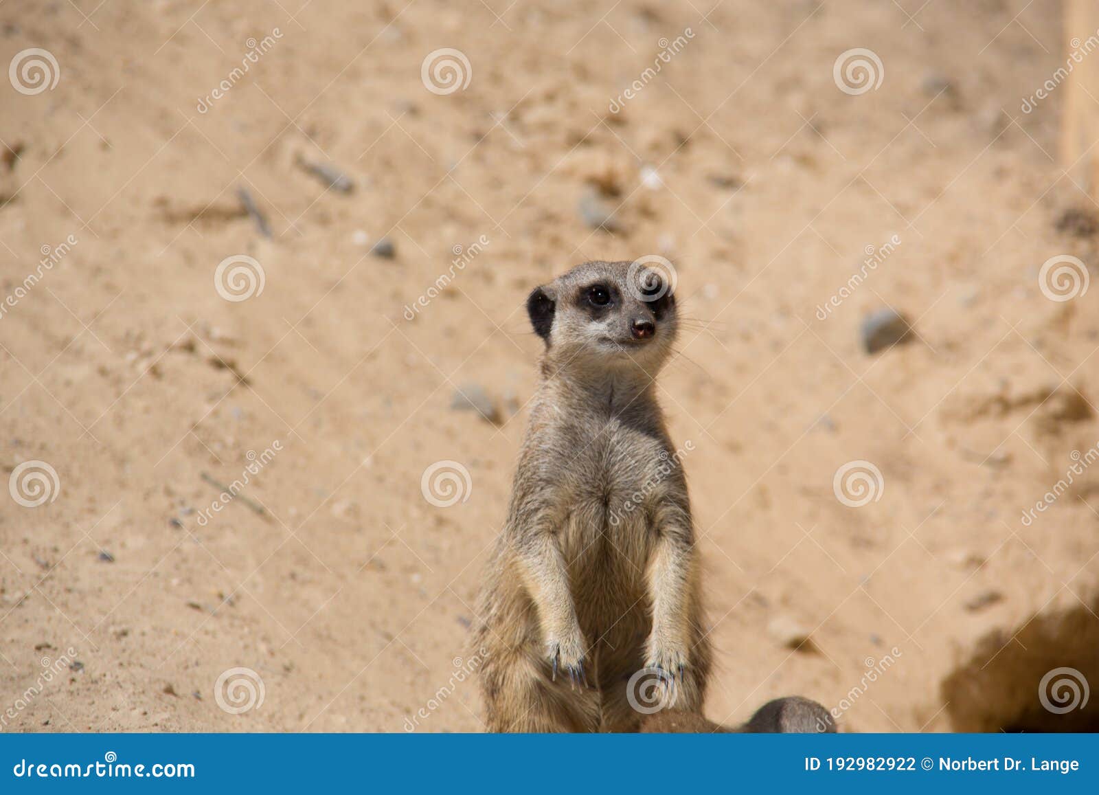 Meerkat Playing in the Sand Stock Photo - Image of watching, suricata ...