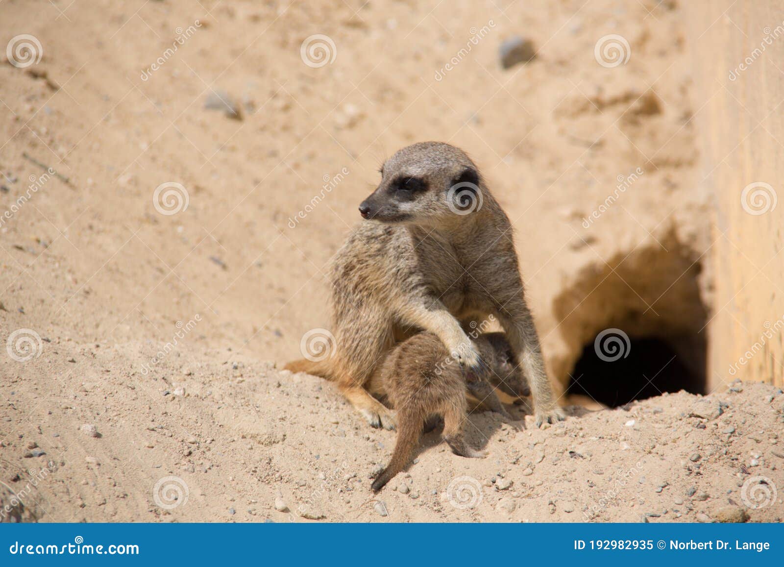 Meerkat Playing in the Sand Stock Image - Image of catpredators, muzzle ...