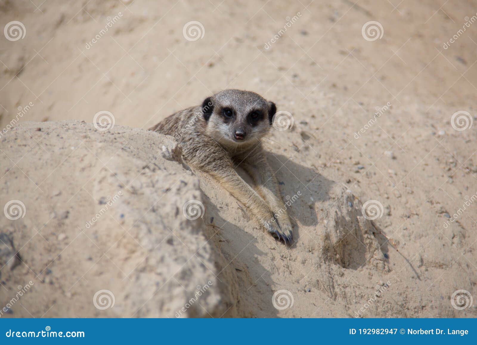 Meerkat Playing in the Sand Stock Image - Image of dogs, attentive ...