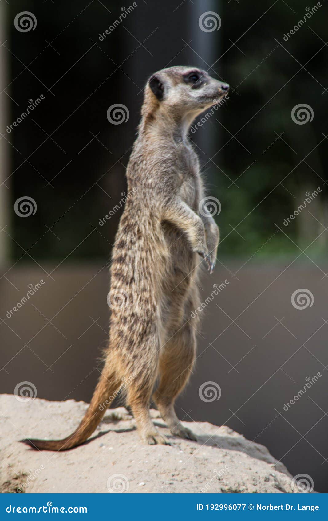 Meerkat Playing in the Sand Stock Image - Image of sand, desert: 192996077