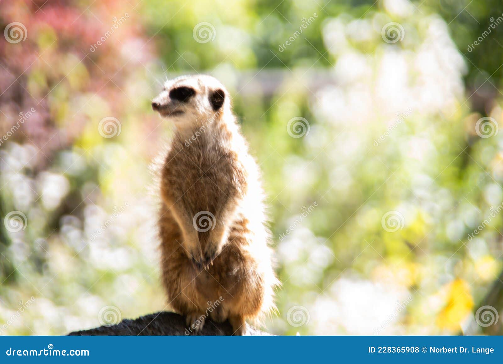 Meerkat playing stock photo. Image of tail, claws, suricata - 228365908