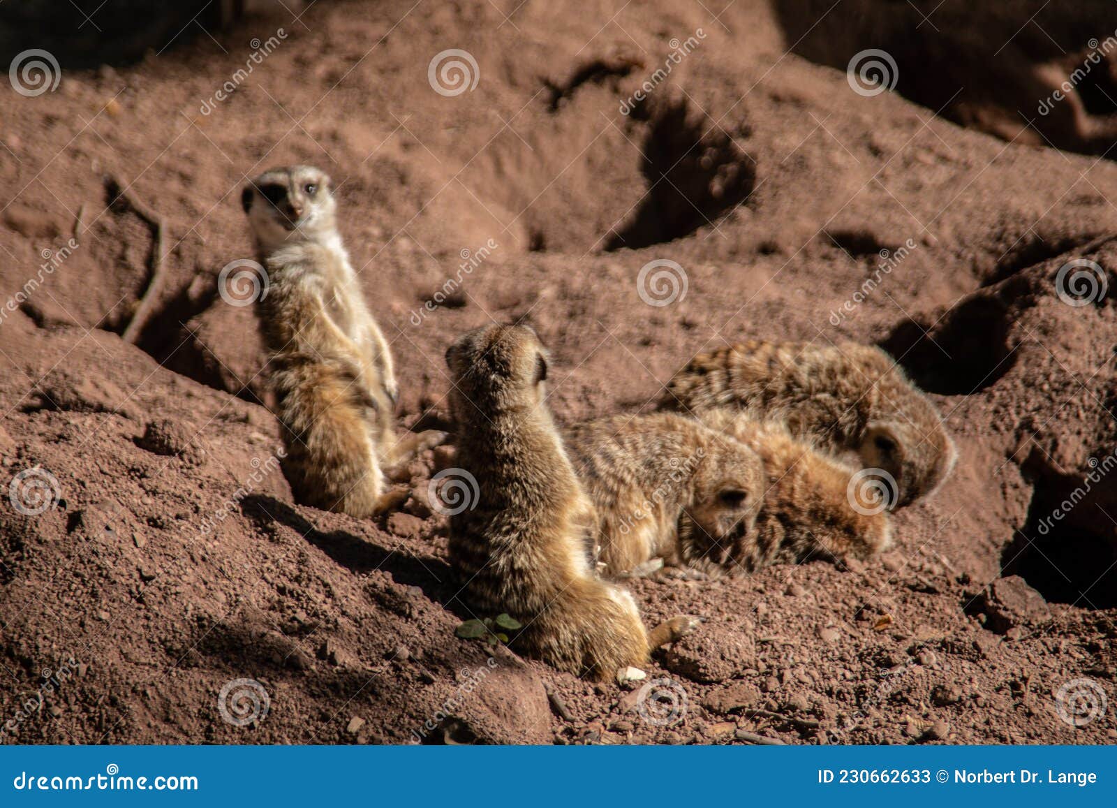 Meerkat playing stock image. Image of cunning, grazers - 230662633