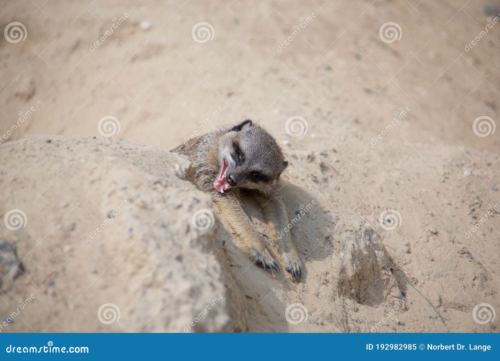 Meerkat Playing in the Sand Stock Image - Image of cute, claws: 192982985